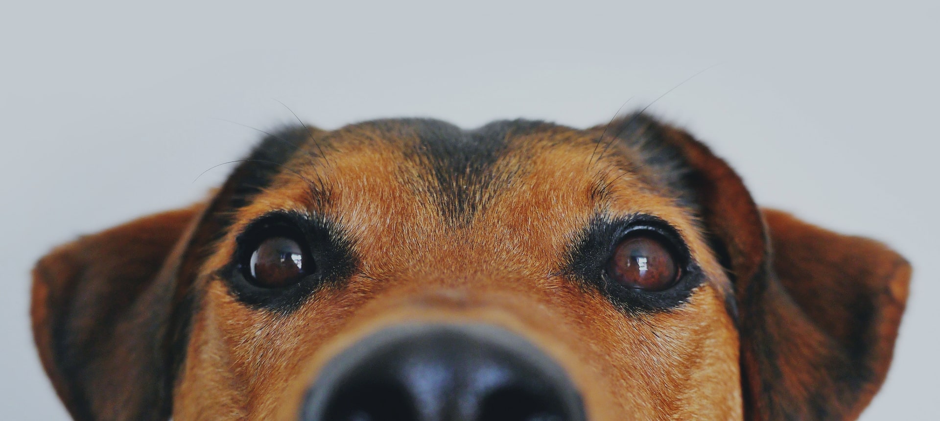 Dog Vocabulary – Doglogic