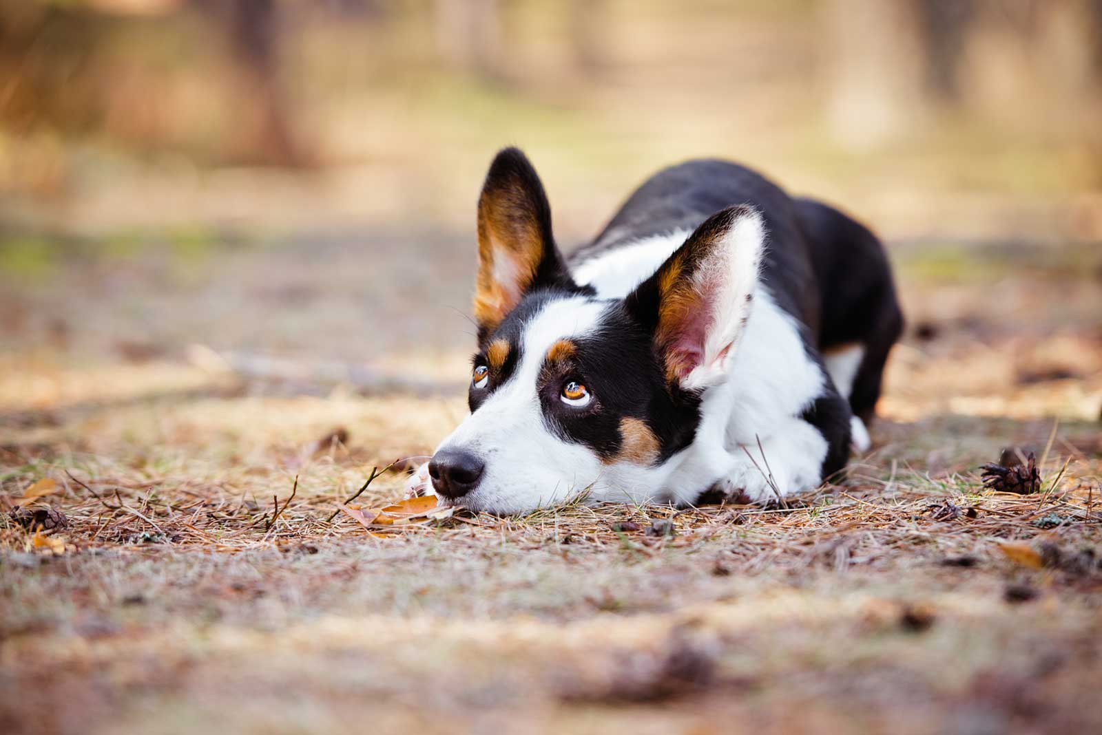 Doglogic – Dog Training Tips and Tricks